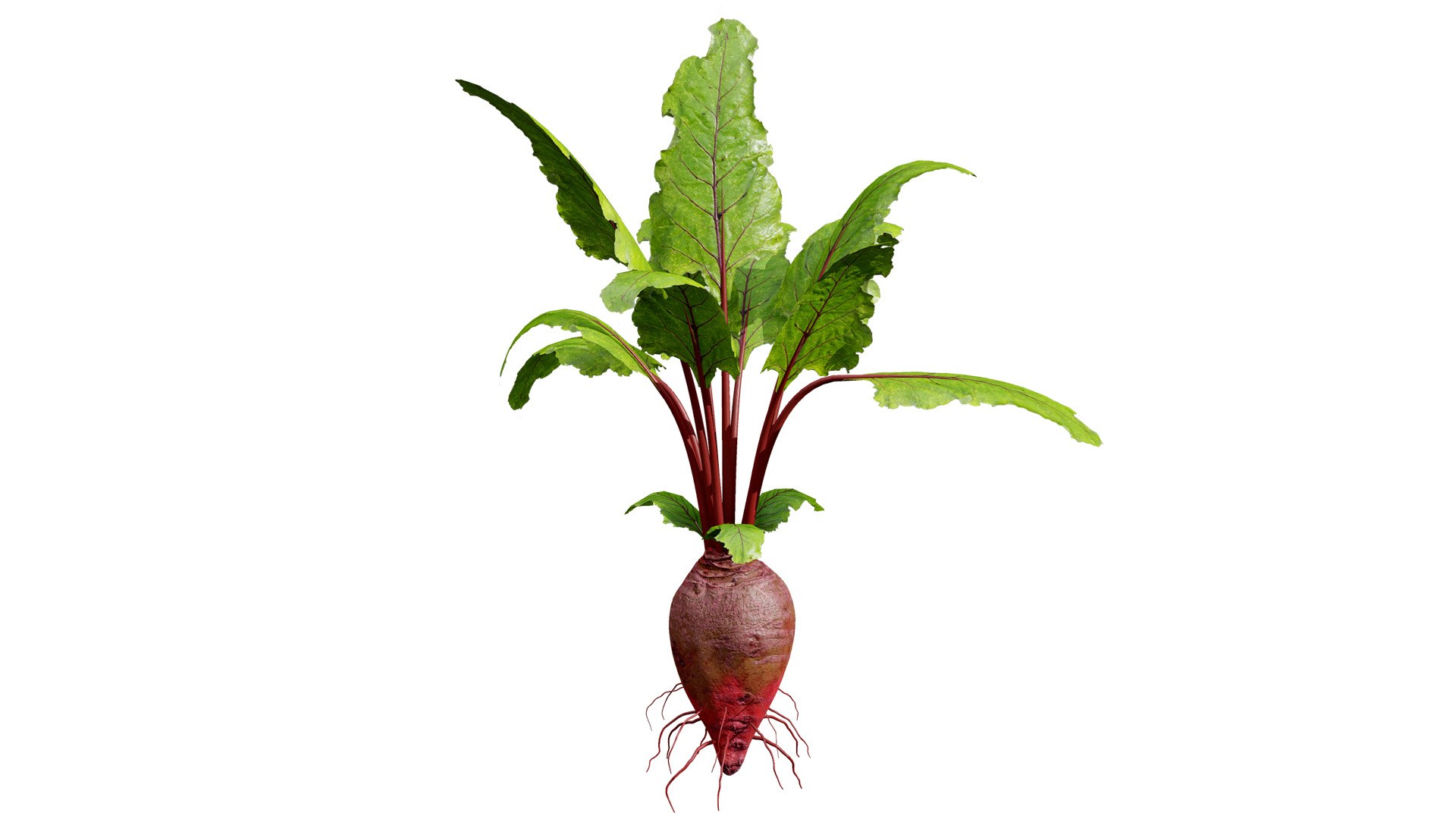 Realistic 3D Beet Plant Model Model - TurboSquid 2350761