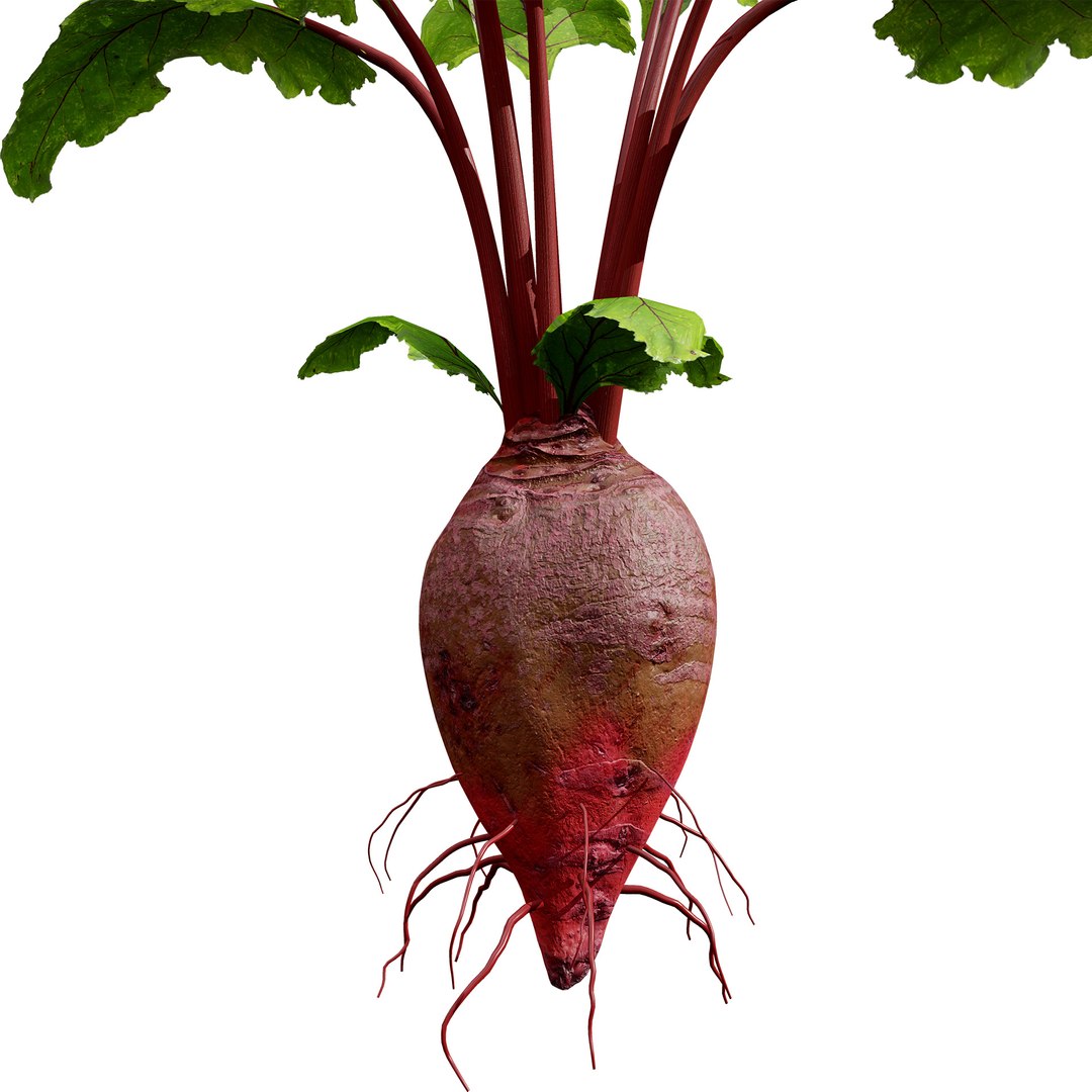 Realistic 3D Beet Plant Model Model - TurboSquid 2350761