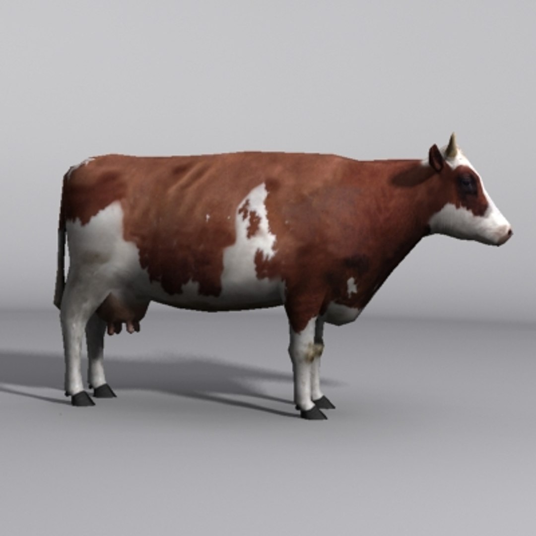 bull ox bovine max