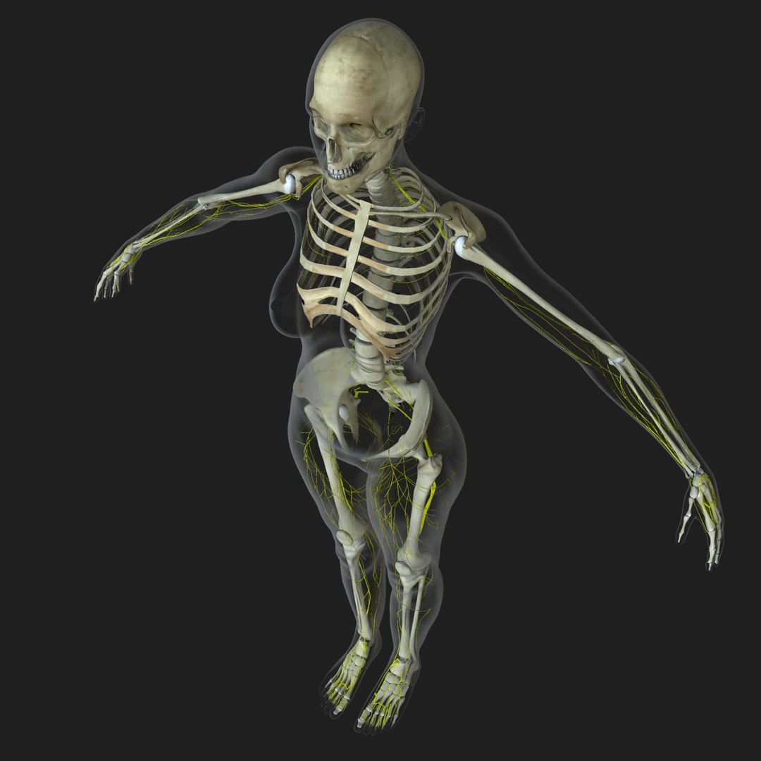 female african american anatomy body ma