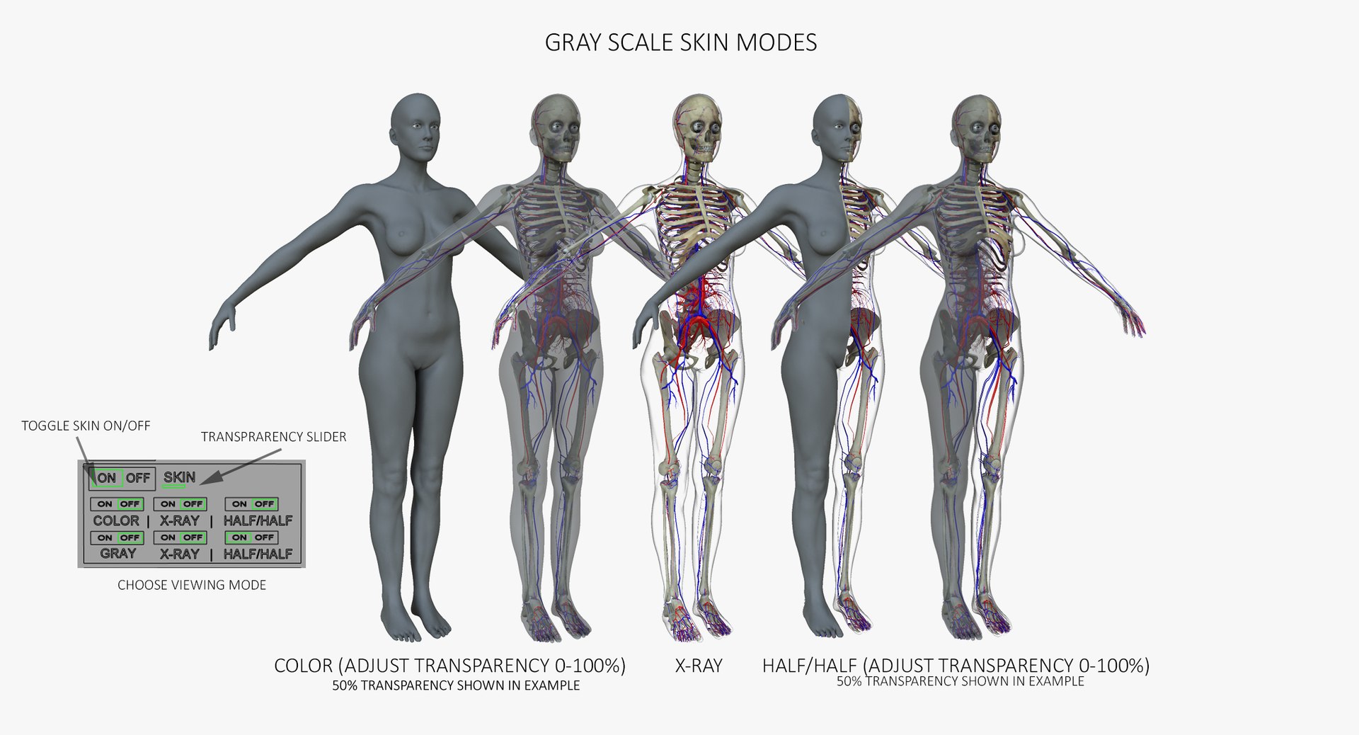 female african american anatomy body ma