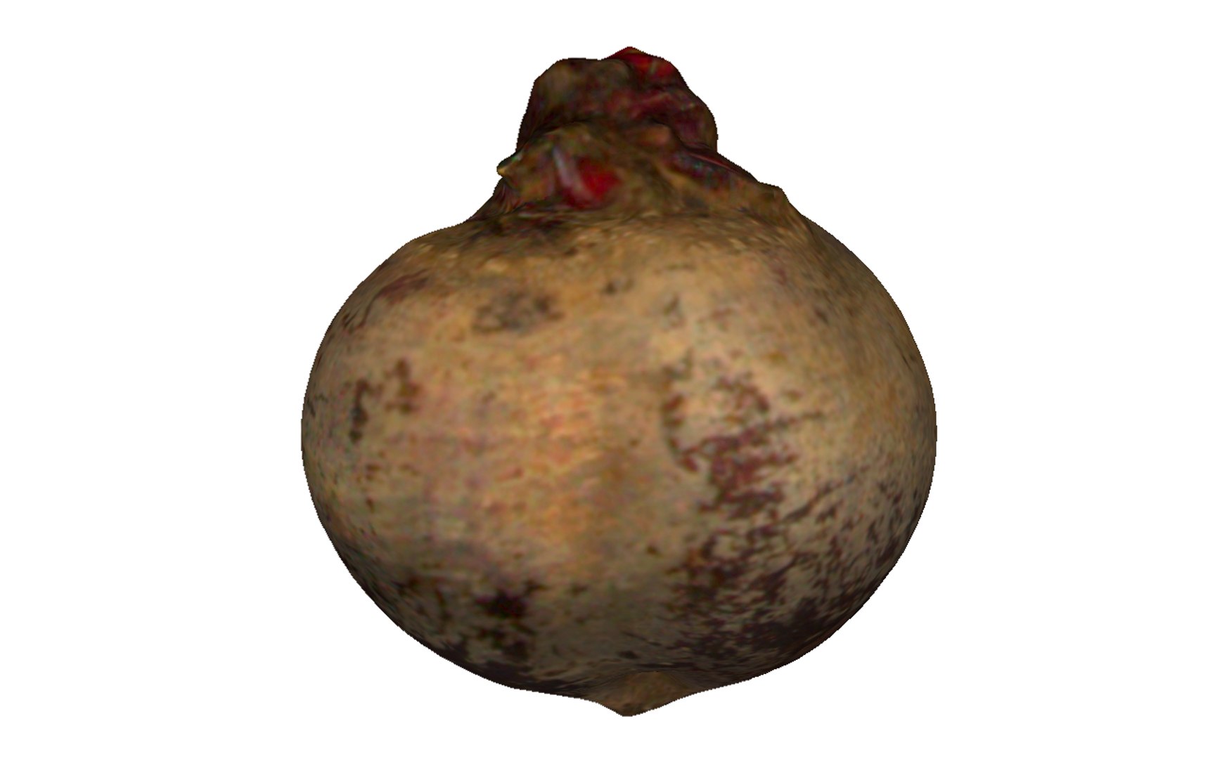Beet scan 3D model - TurboSquid 1641288