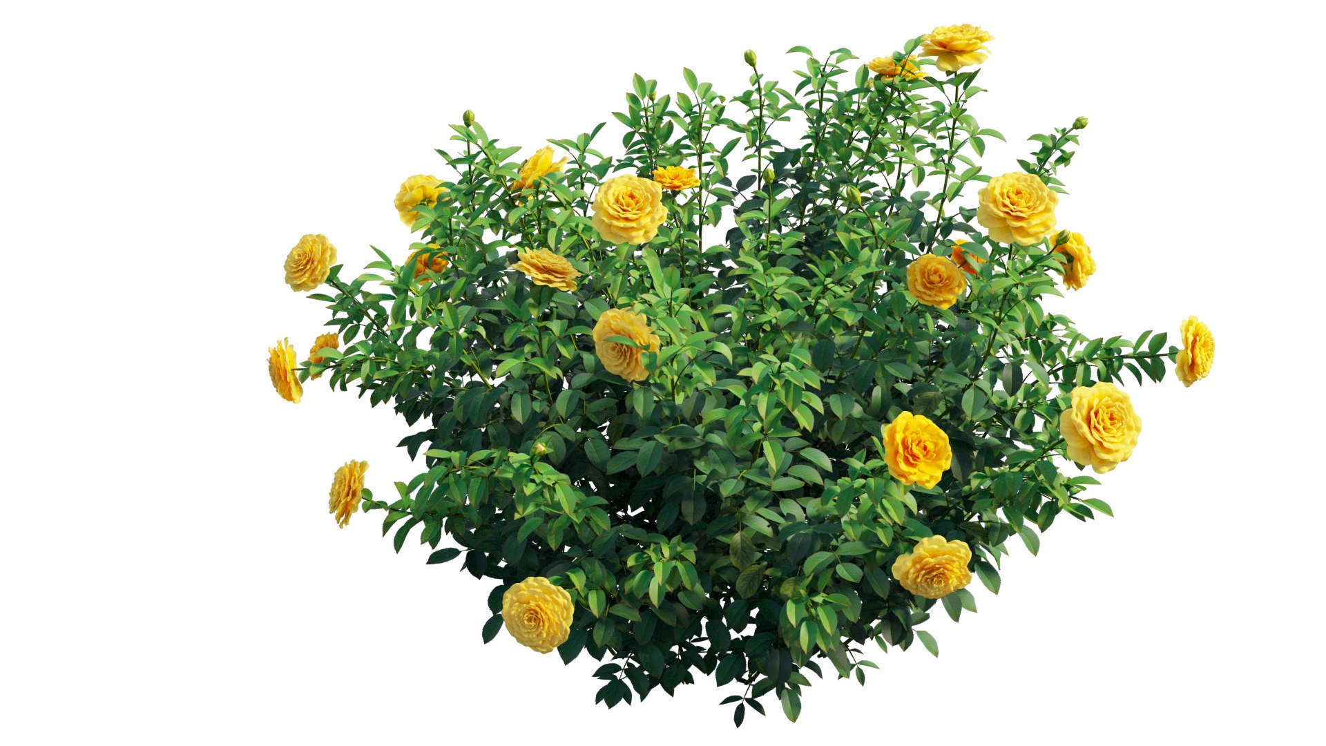 3D Rose Plant Set 53 - TurboSquid 1728186