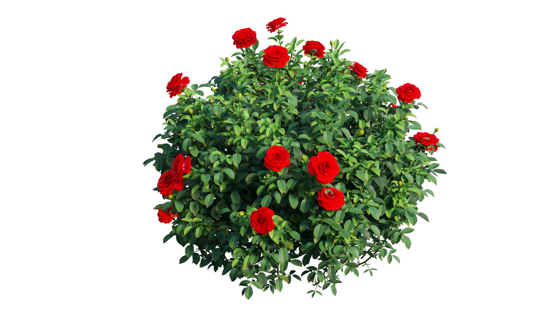3D Rose Plant Set 53 - TurboSquid 1728186