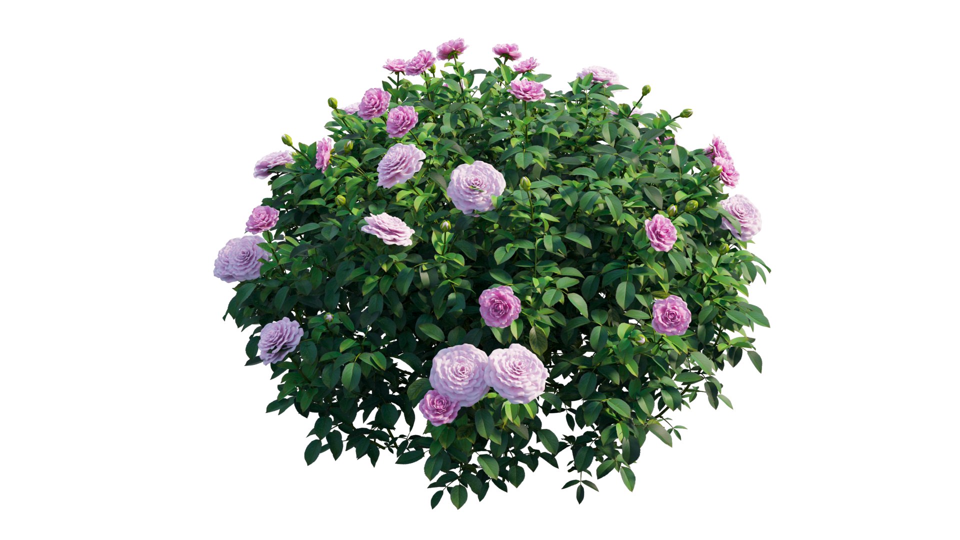 3D Rose Plant Set 53 - TurboSquid 1728186