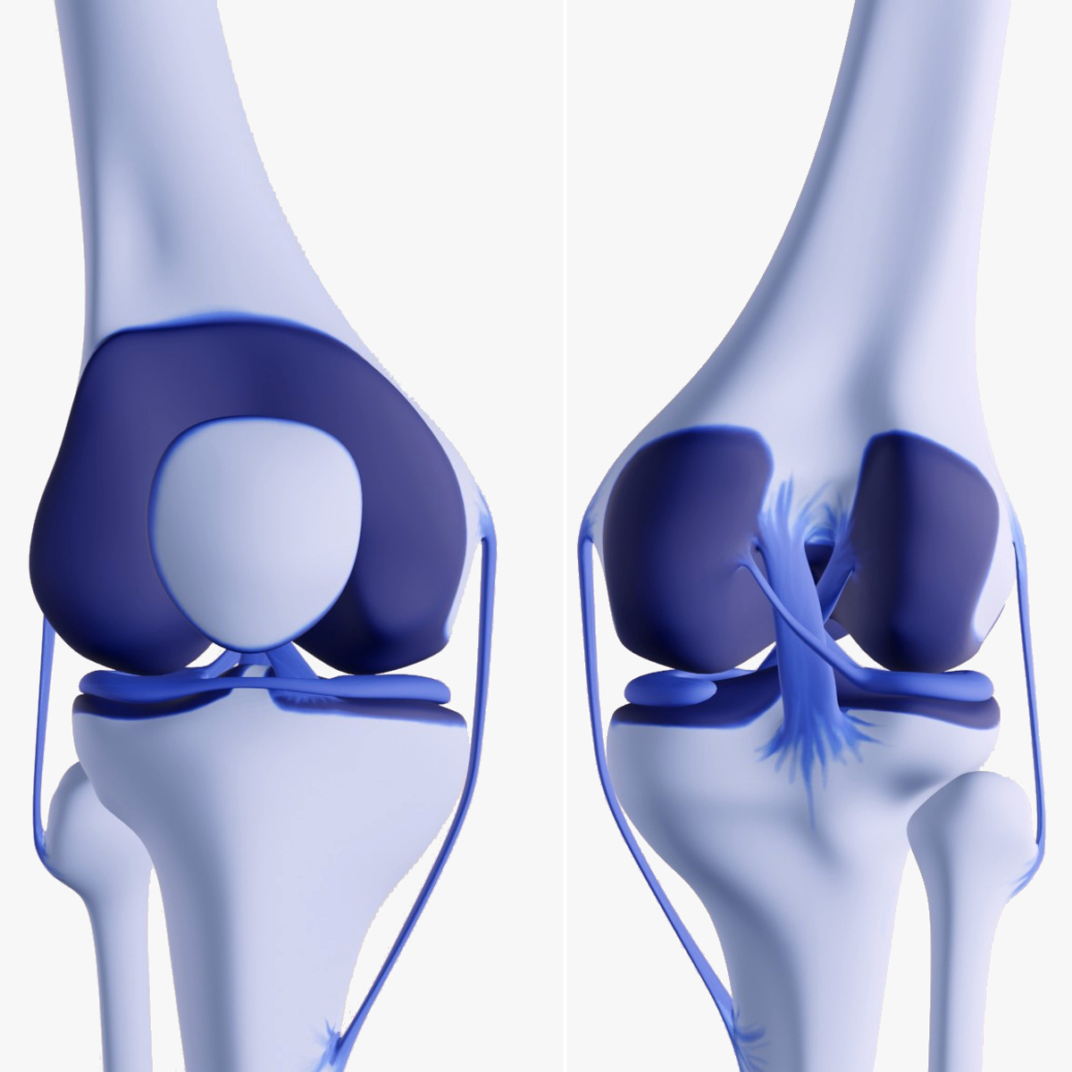 Human knee joint ligaments model - TurboSquid 1711050