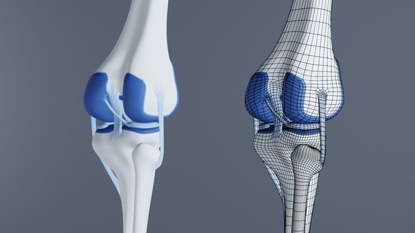 Human knee joint ligaments model - TurboSquid 1711050