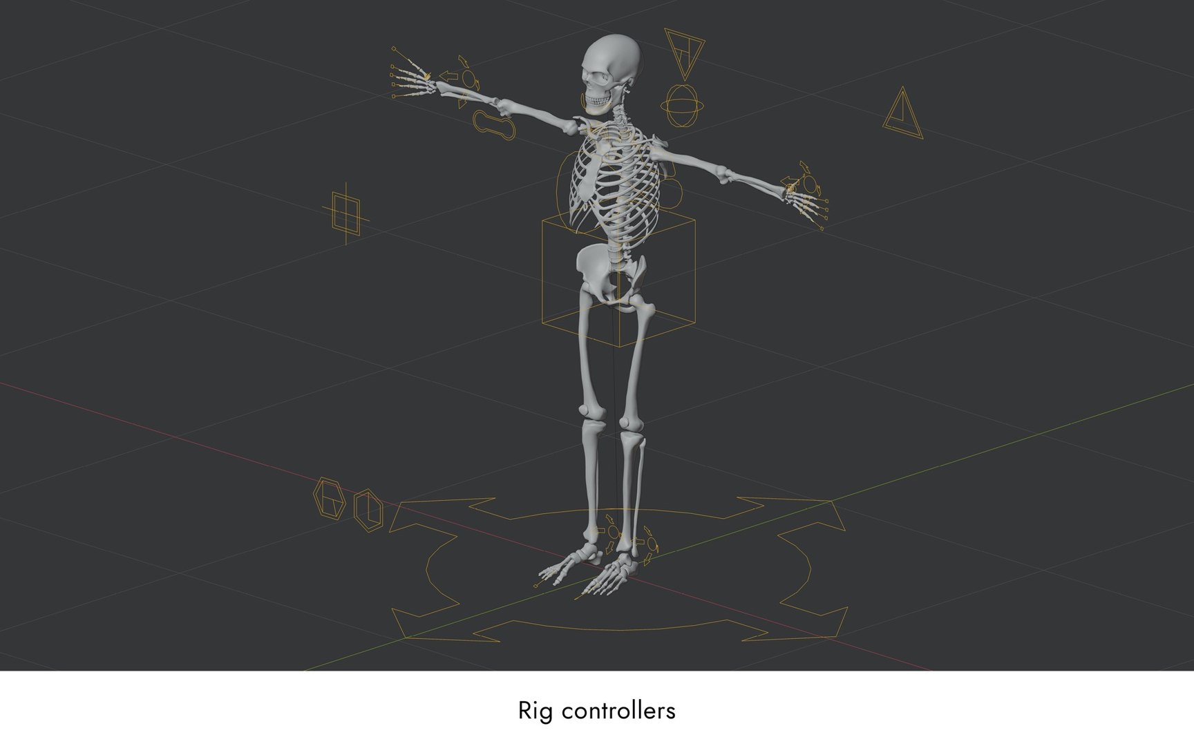 3D Rigged human skeletons and individual bones - TurboSquid 1785934