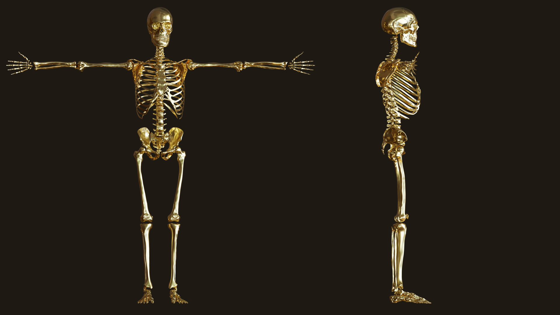 3D Rigged human skeletons and individual bones - TurboSquid 1785934