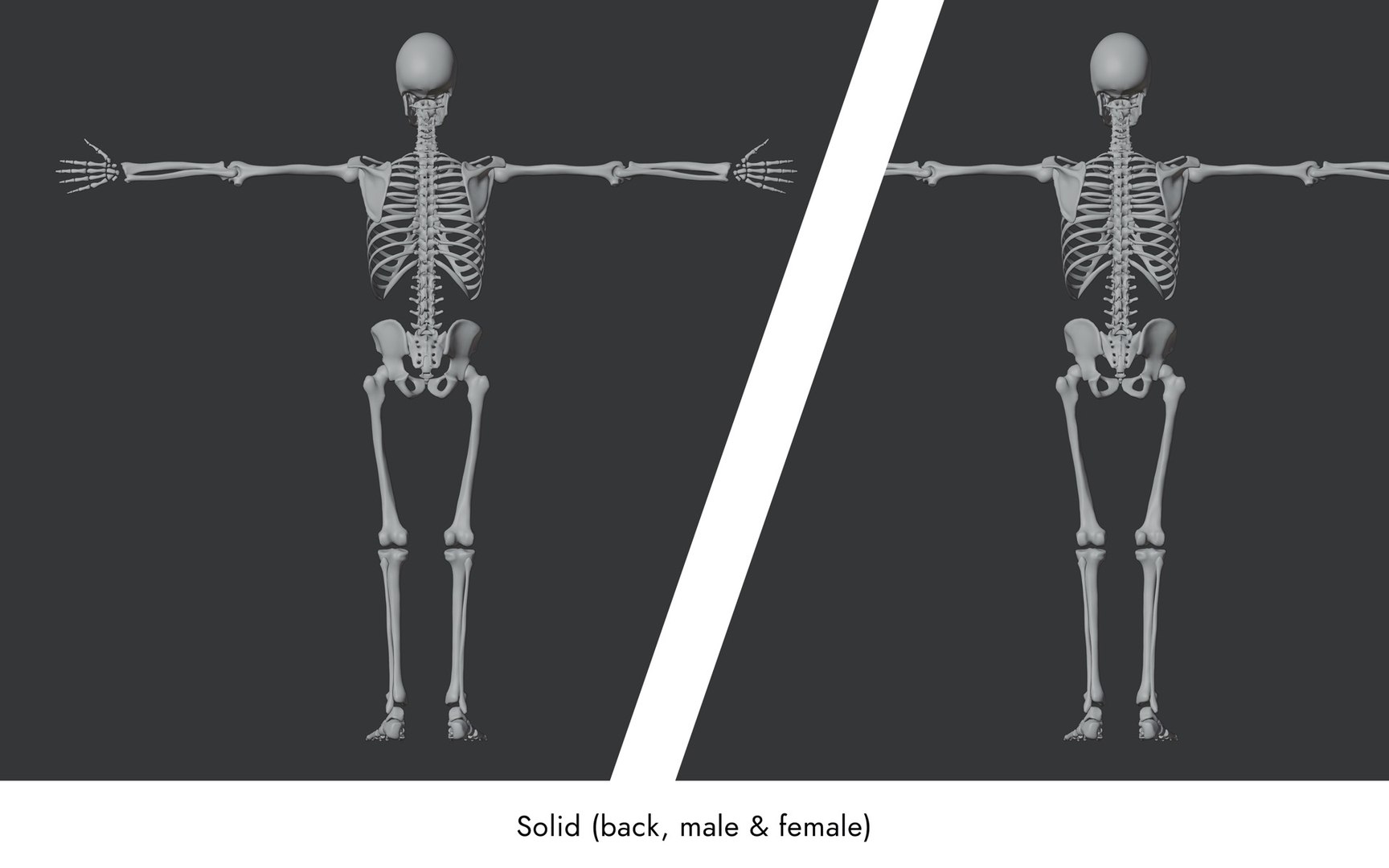 3D Rigged human skeletons and individual bones - TurboSquid 1785934