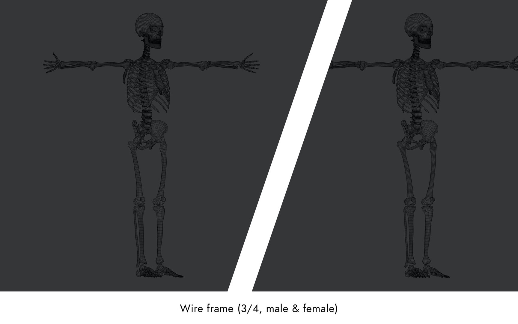 3D Rigged human skeletons and individual bones - TurboSquid 1785934