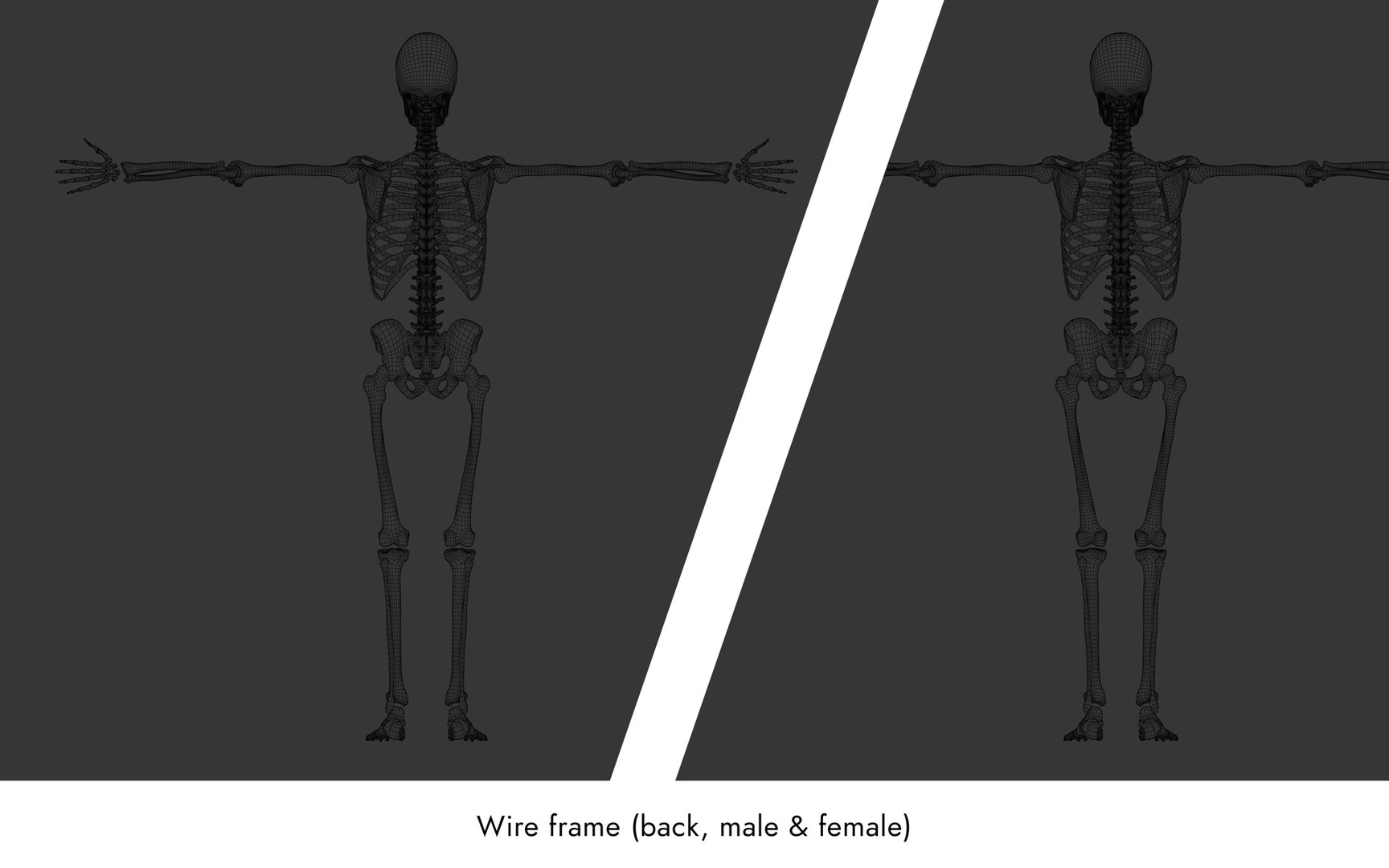 3D Rigged human skeletons and individual bones - TurboSquid 1785934
