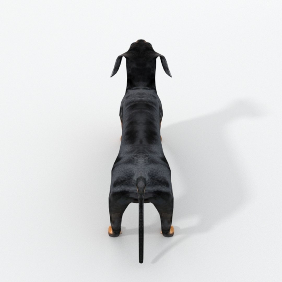 3D Sausage Dog - TurboSquid 1364375