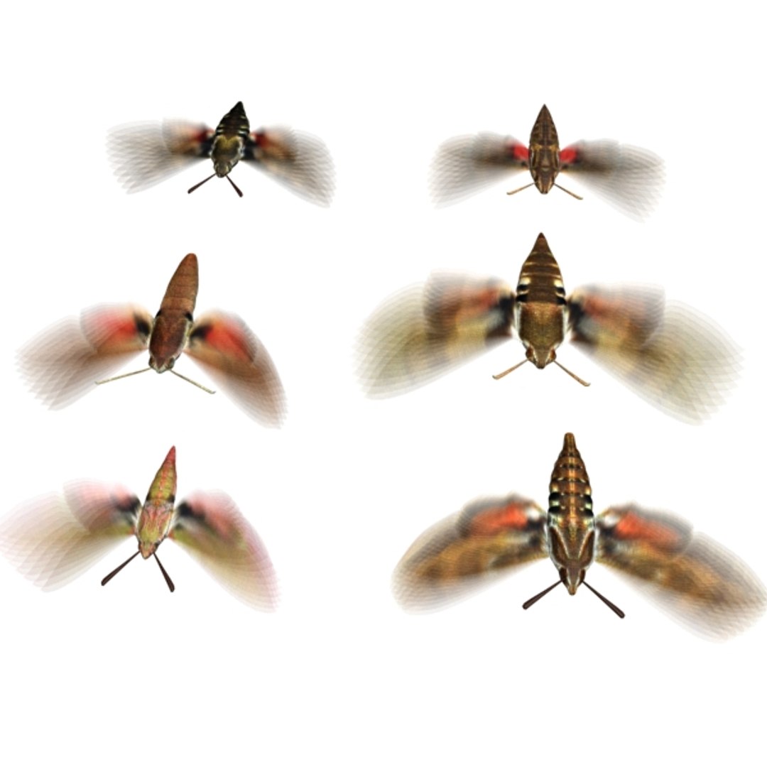 max 6 butterflies
