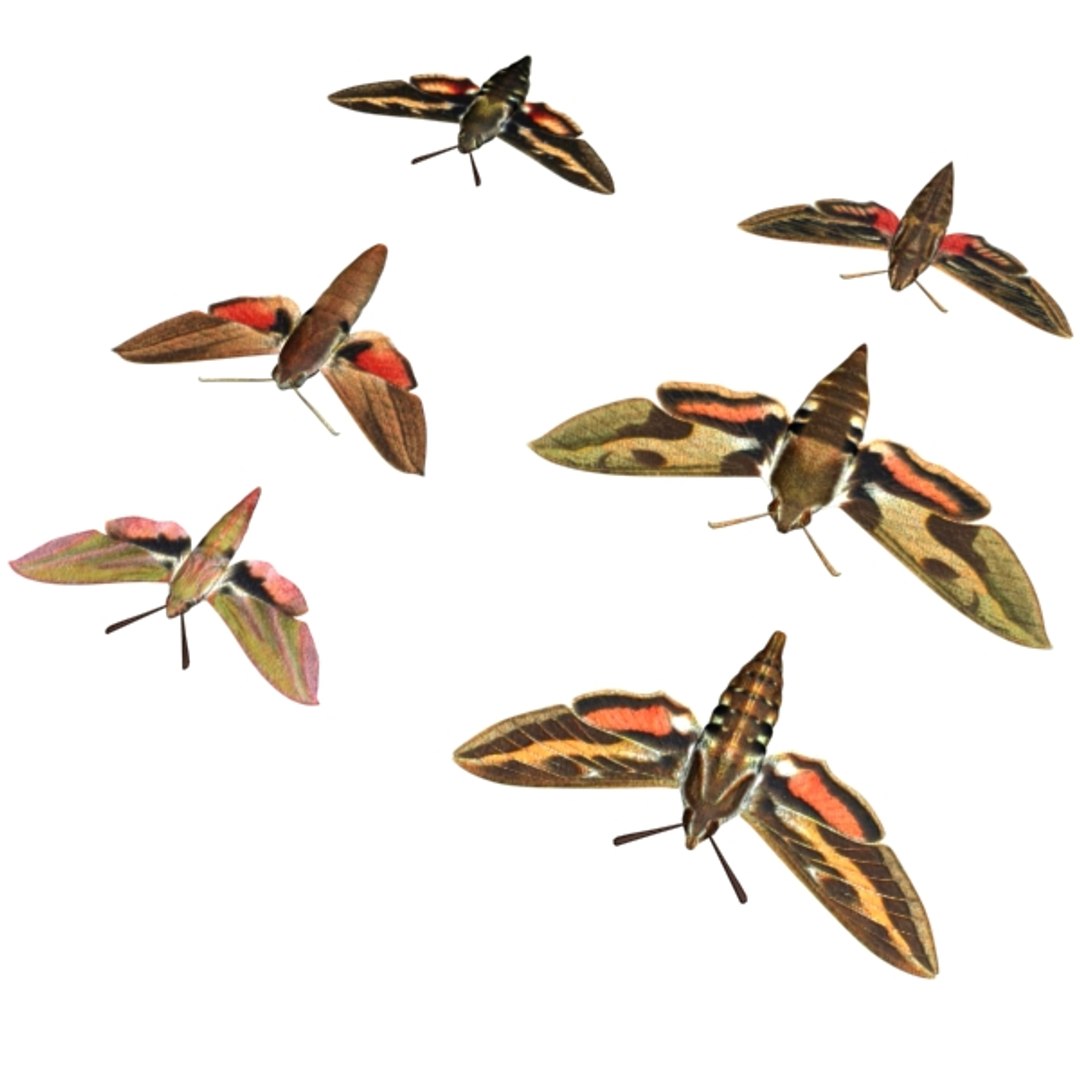 max 6 butterflies