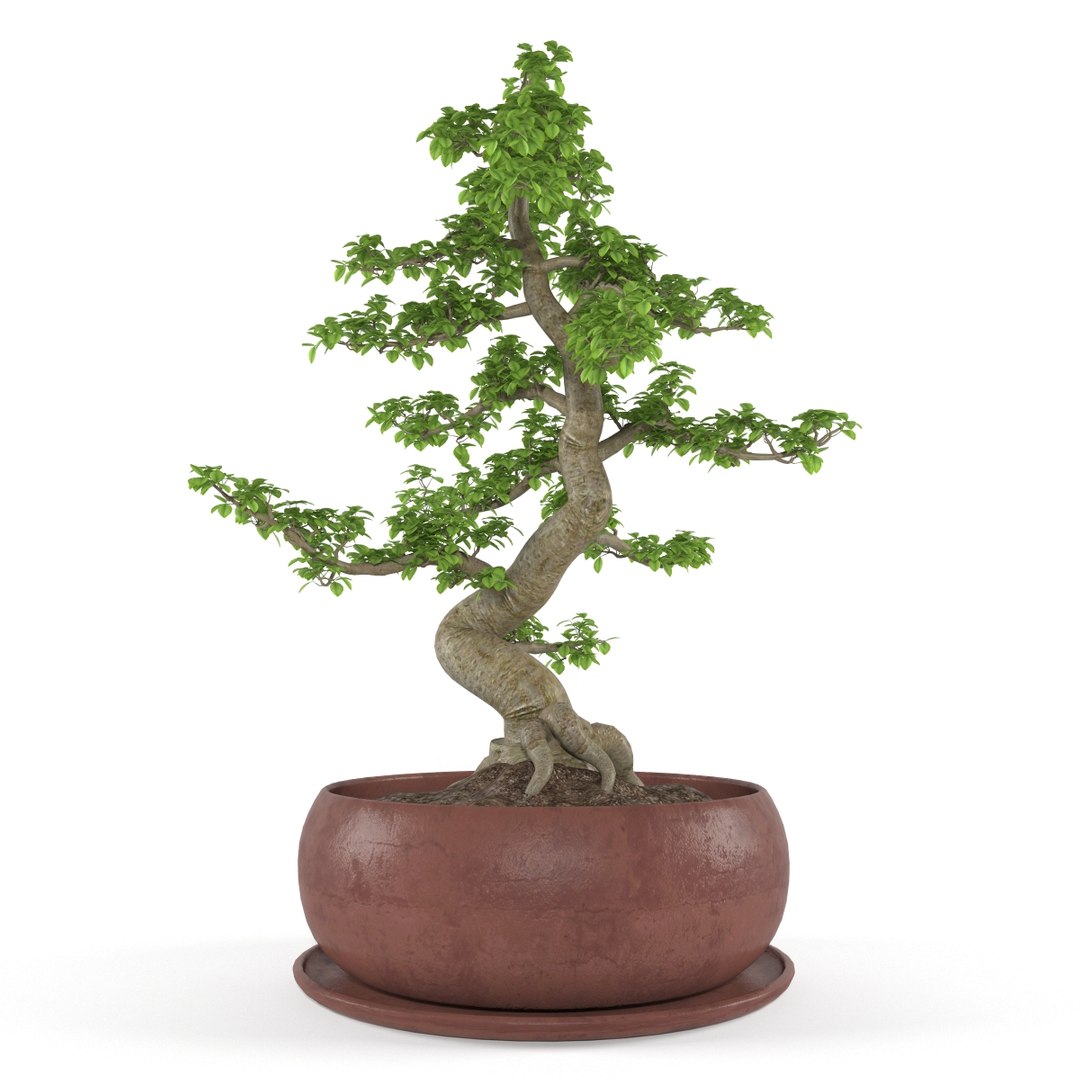 3d Ficus Tree
