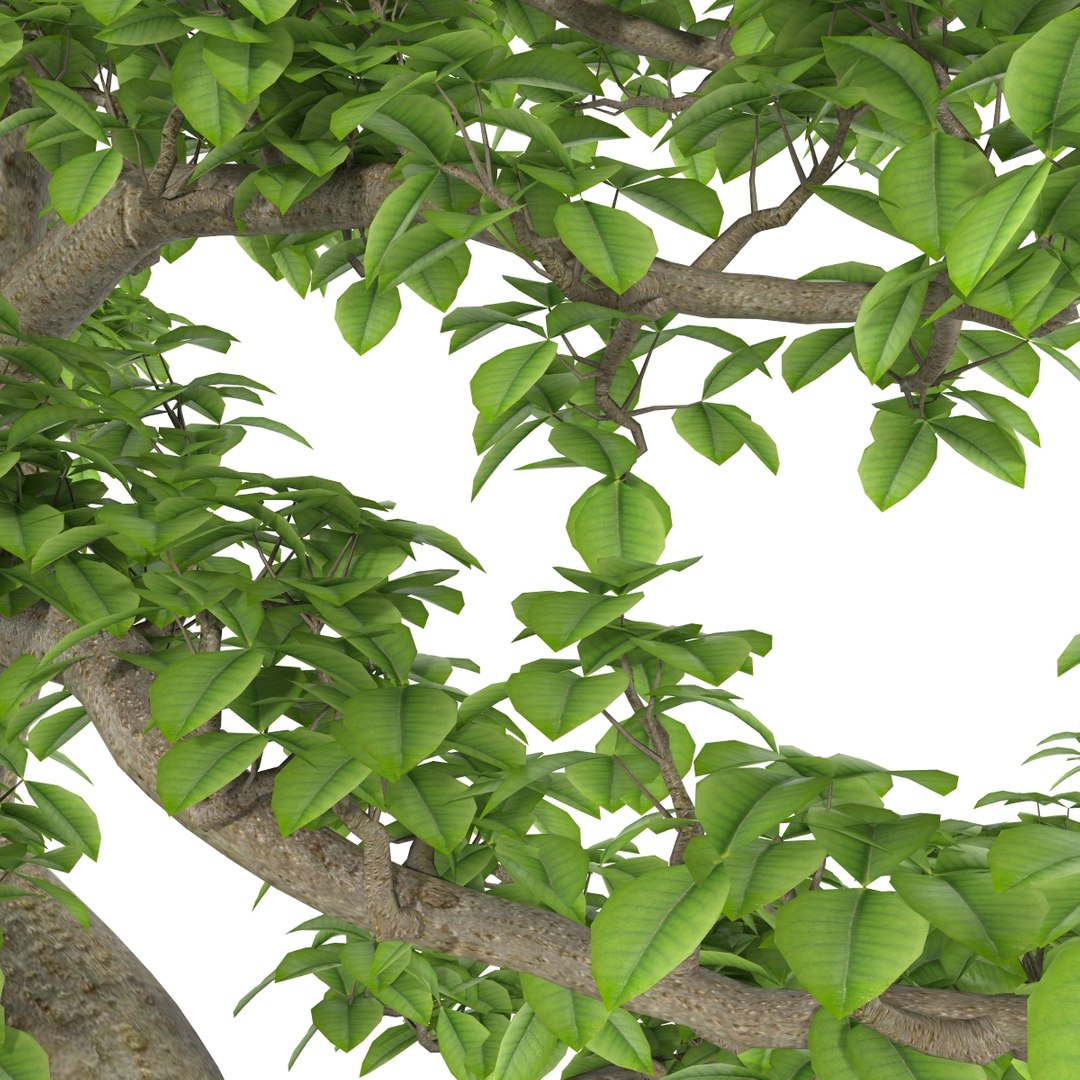 3d Ficus Tree