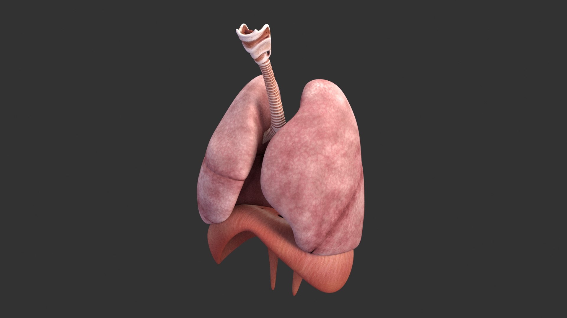 Realistic Respiratory System Human Male Anatomy3Dモデル - TurboSquid 1721947