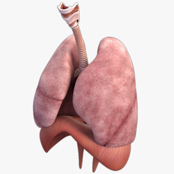 Realistic Respiratory System Human Male Anatomy3Dモデル - TurboSquid 1721947