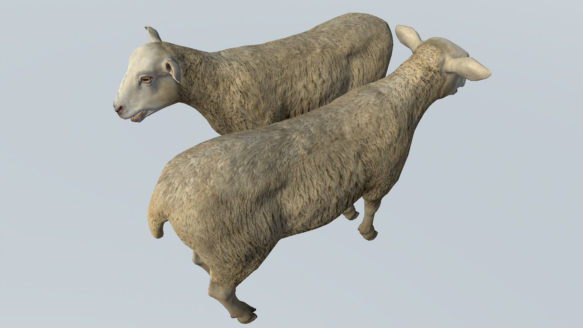 Sheep 3D Model - TurboSquid 1937951