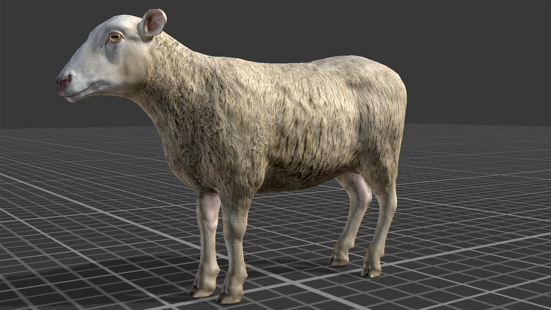 Sheep 3D Model - TurboSquid 1937951