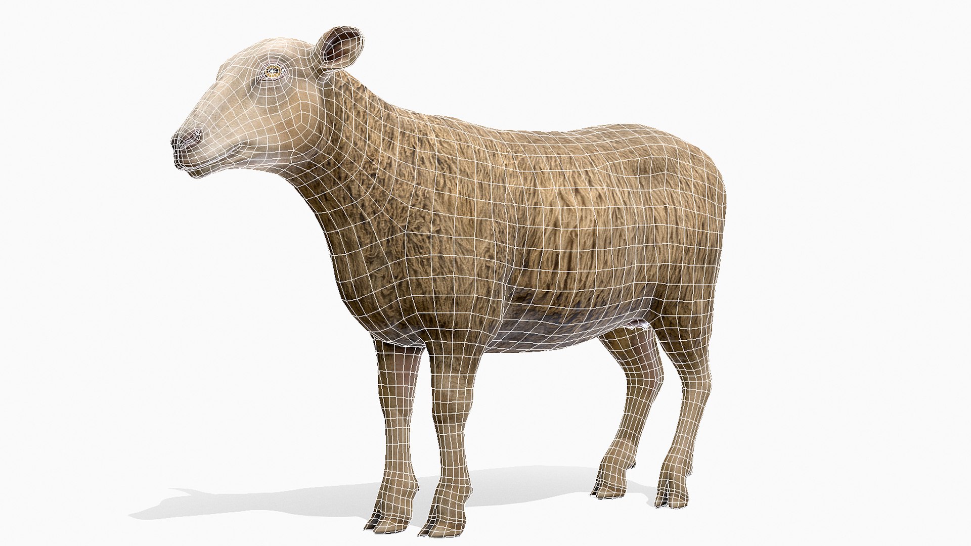 Sheep 3D Model - TurboSquid 1937951