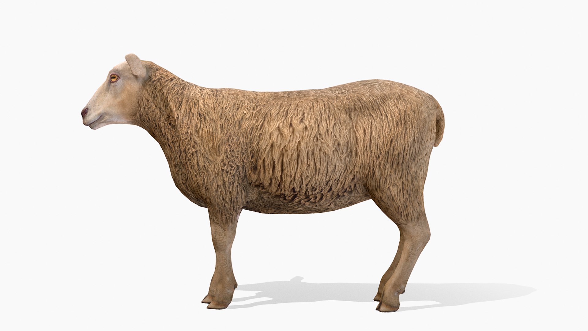 Sheep 3D Model - TurboSquid 1937951