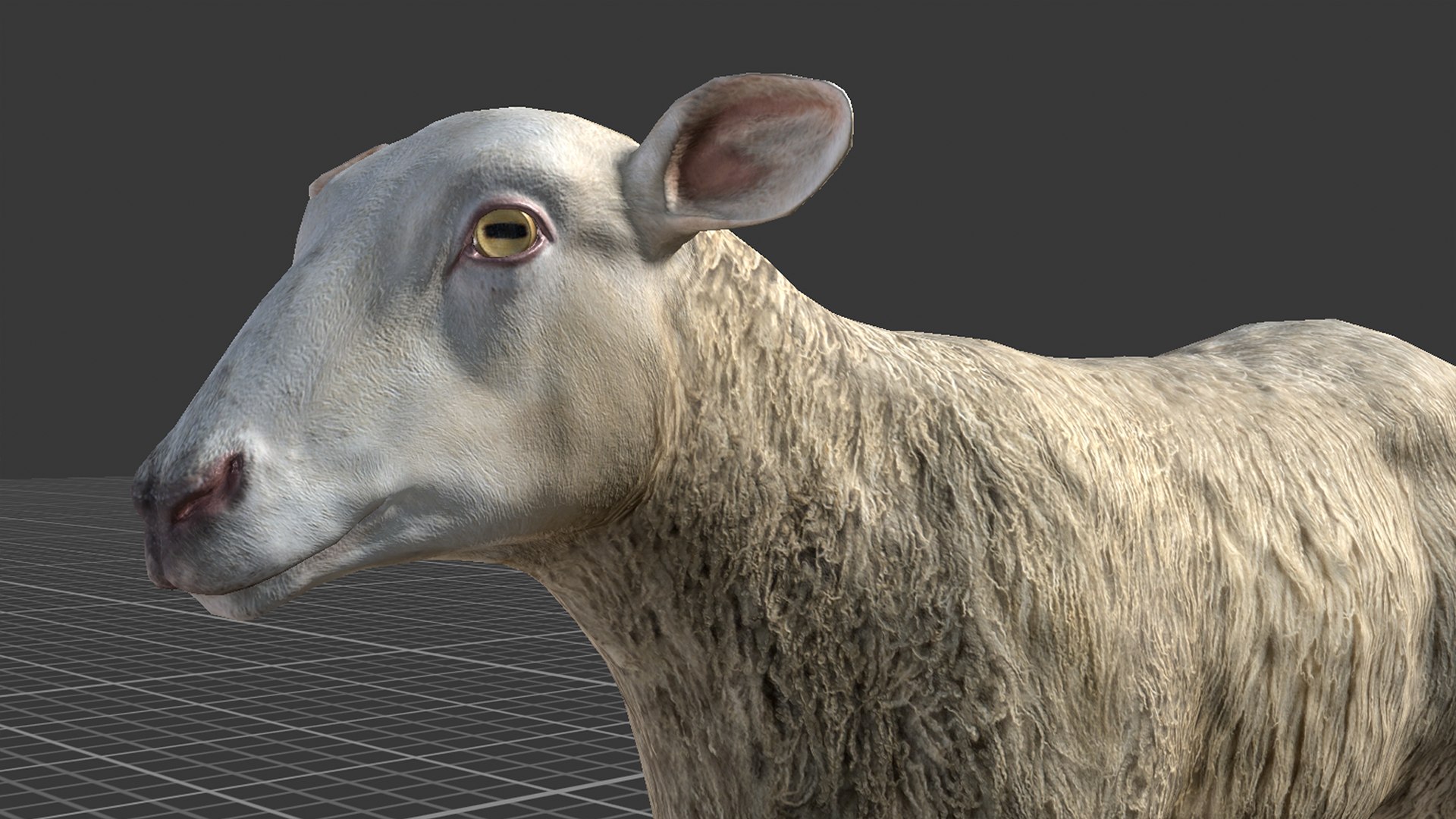 Sheep 3D Model - TurboSquid 1937951