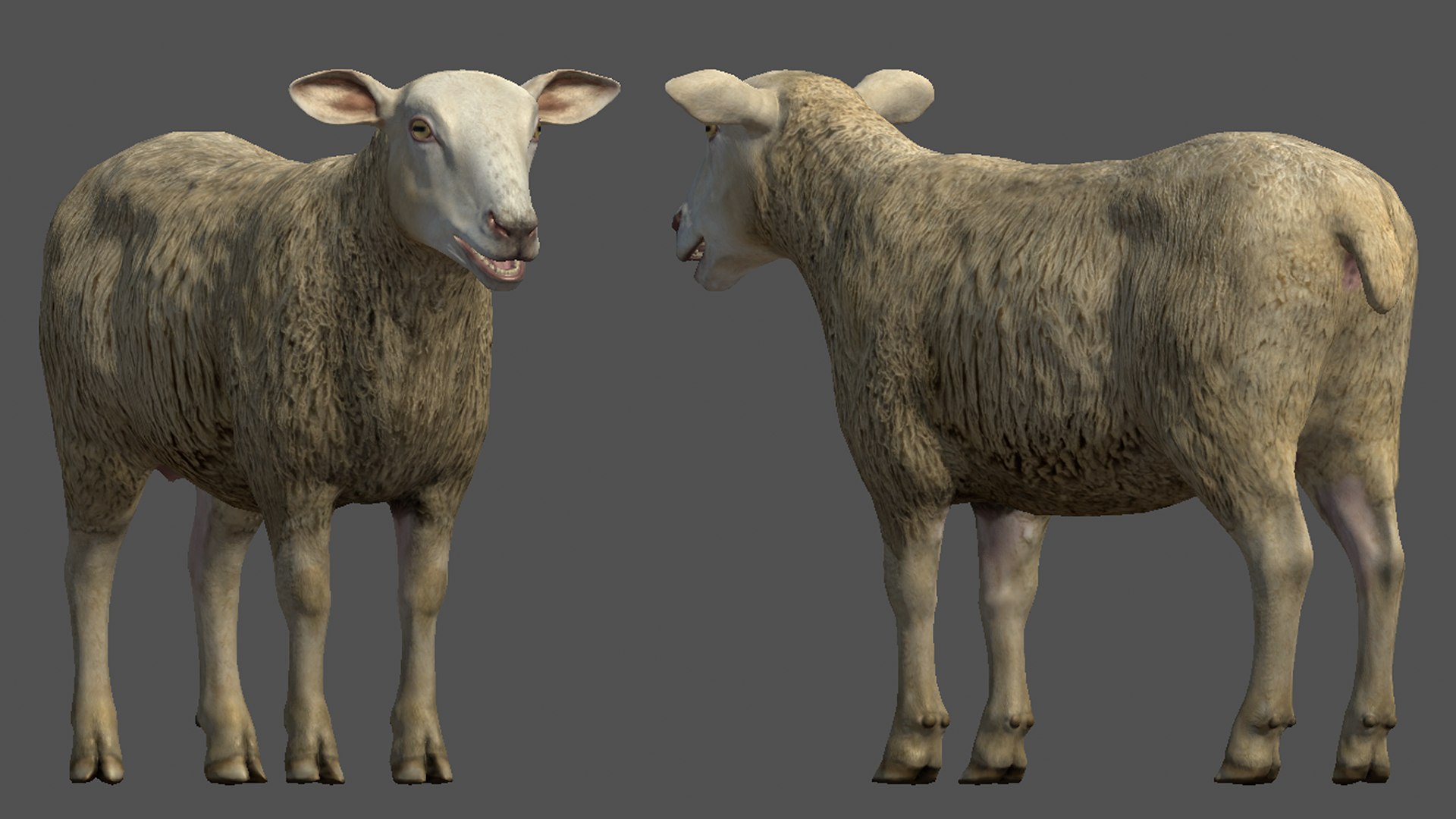 Sheep 3d Model Turbosquid 1937951
