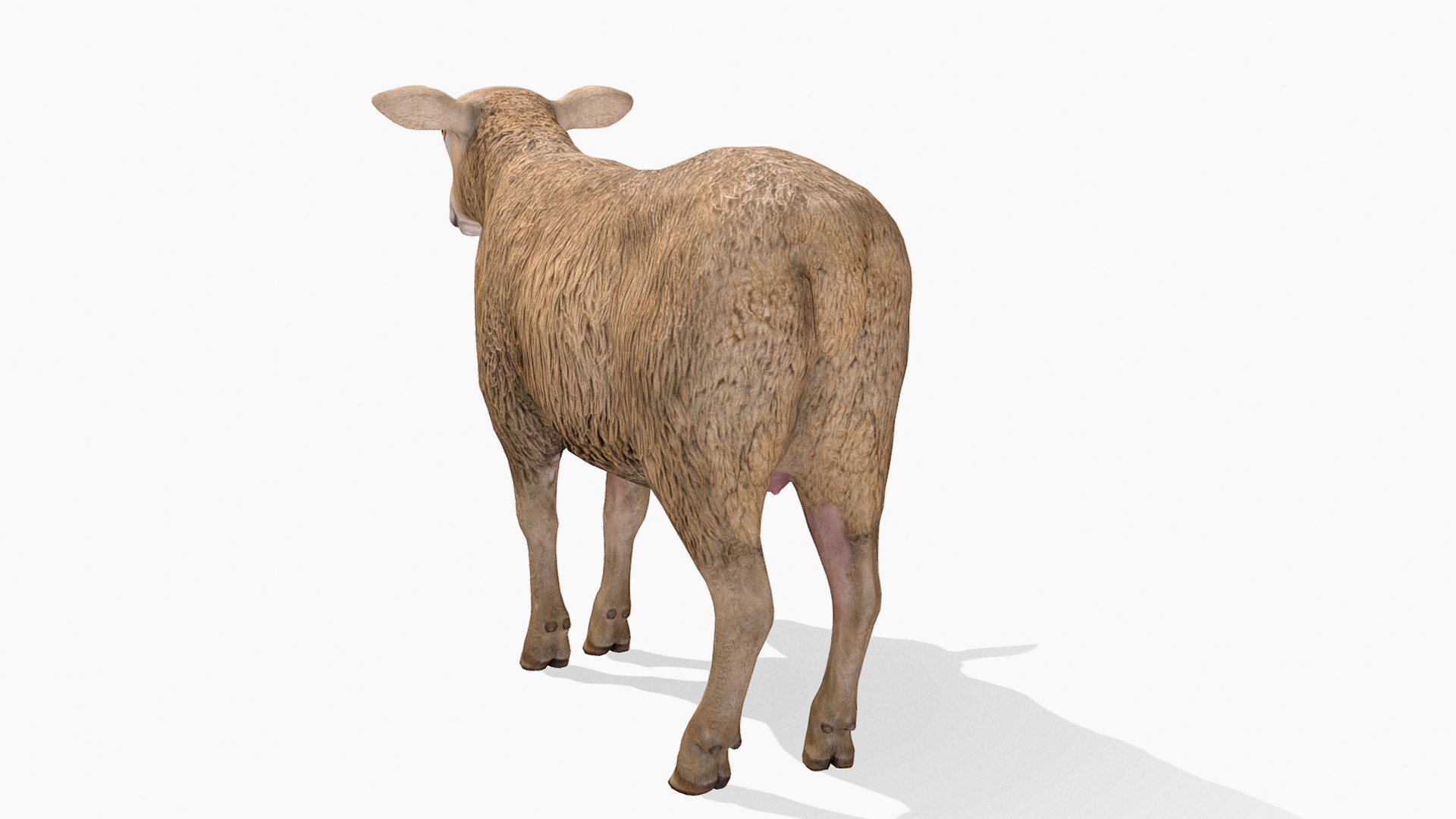 Sheep 3D Model - TurboSquid 1937951