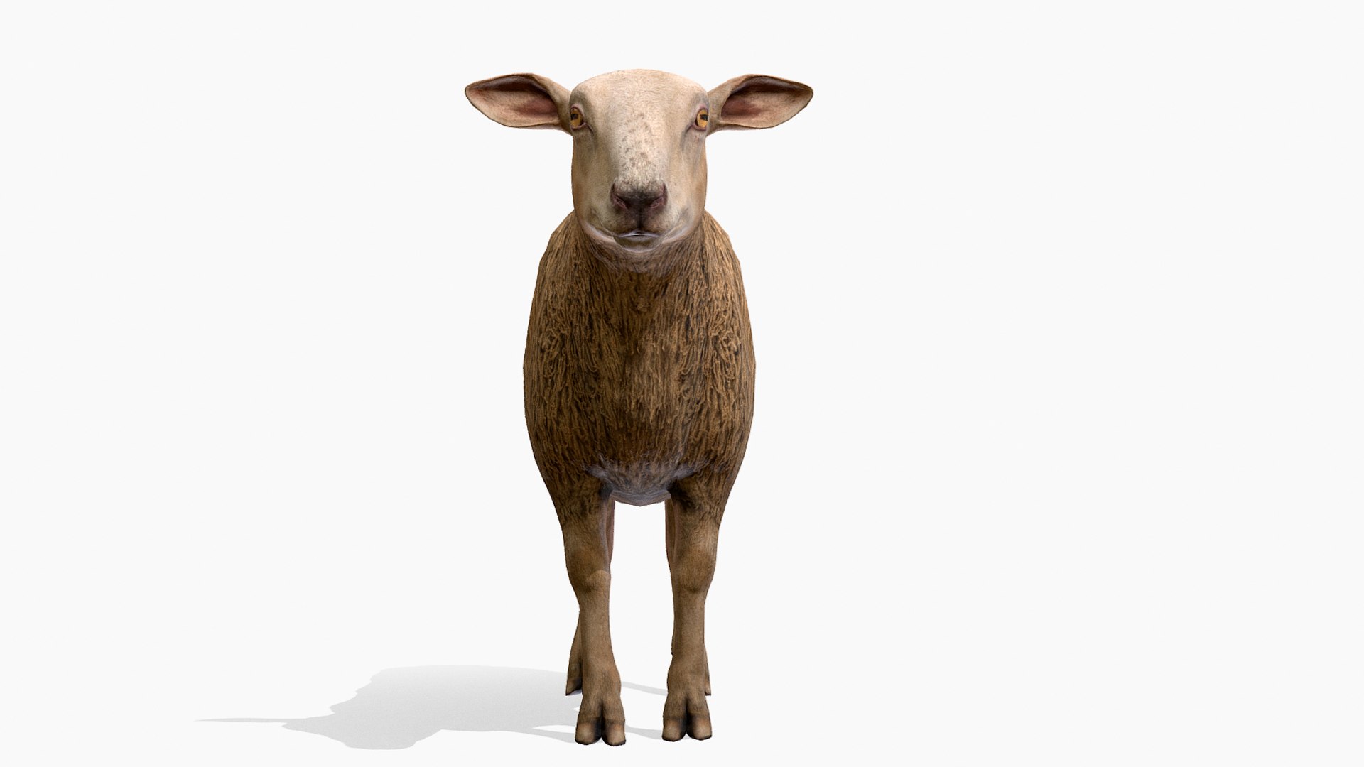 Sheep 3D Model - TurboSquid 1937951