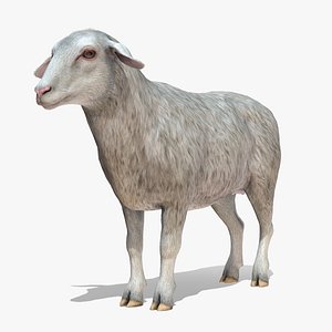 Animated Sheep 3D Models For Download | TurboSquid