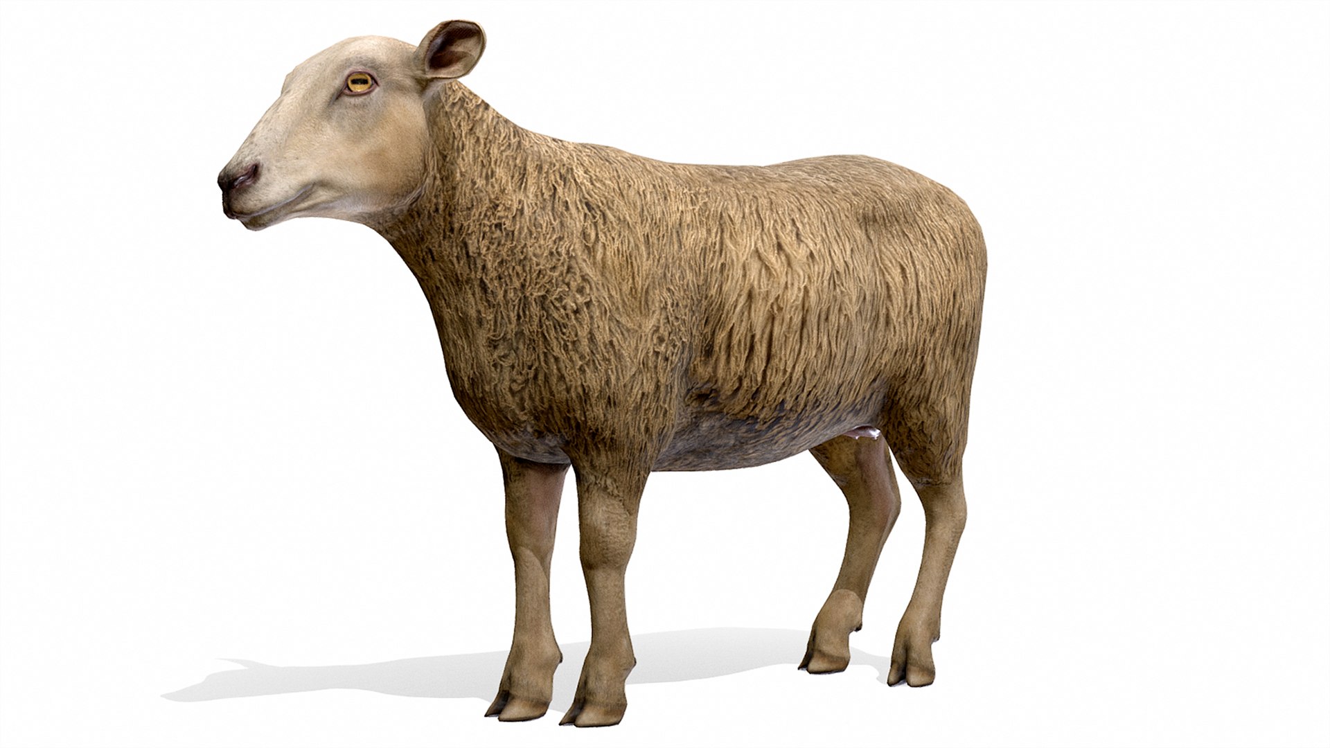 Sheep 3D Model - TurboSquid 1937951