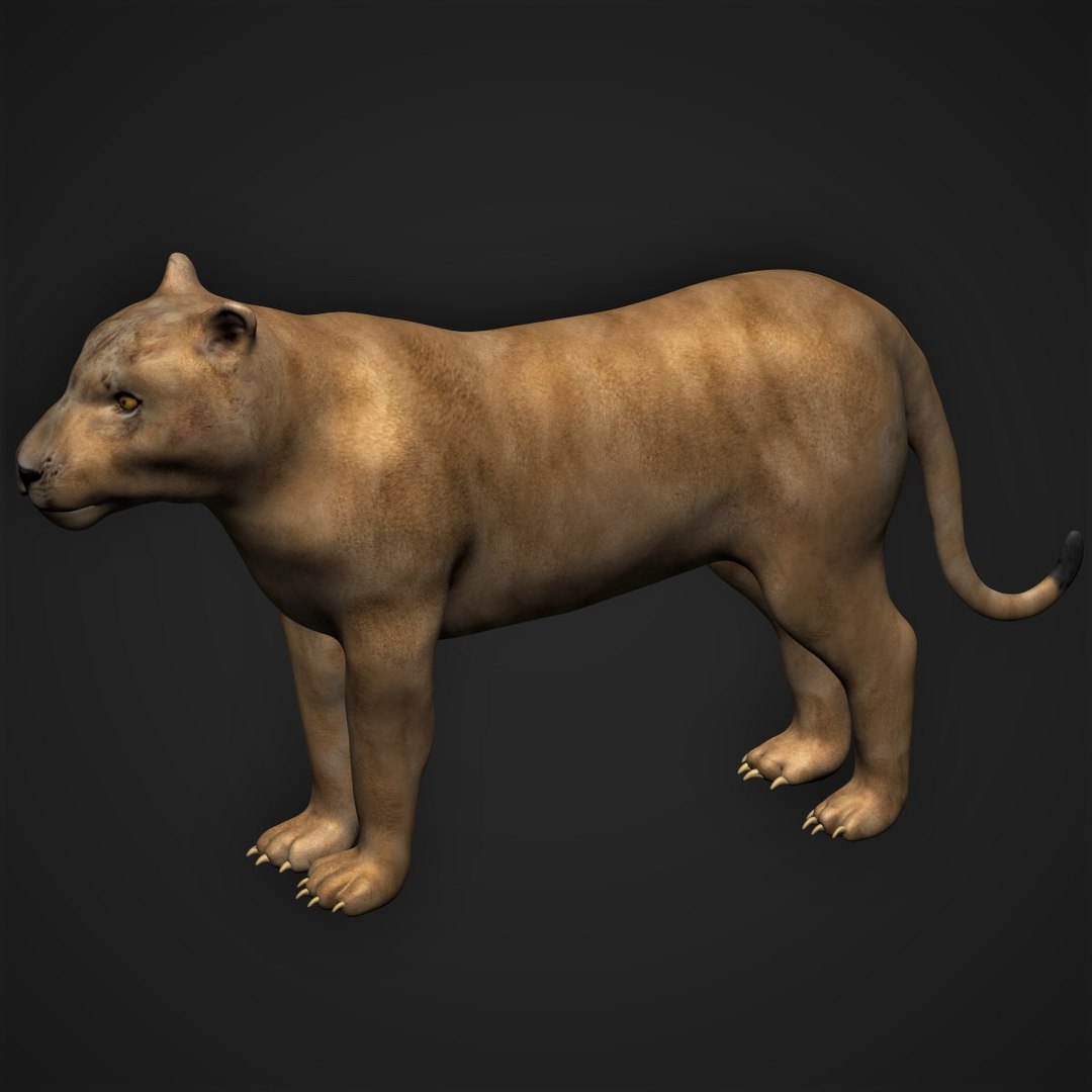 Fully Rigged Female Lion 3D - TurboSquid 1690911