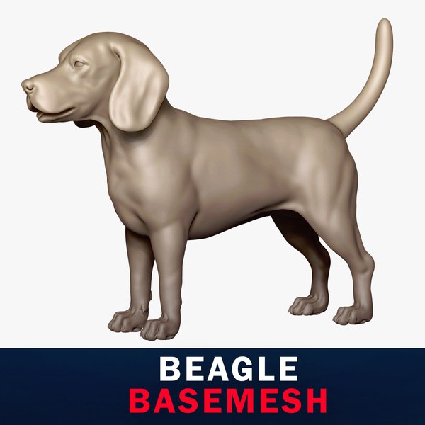 Beagle Base Mesh 3D-Modell 3D-Modell - TurboSquid 1863556