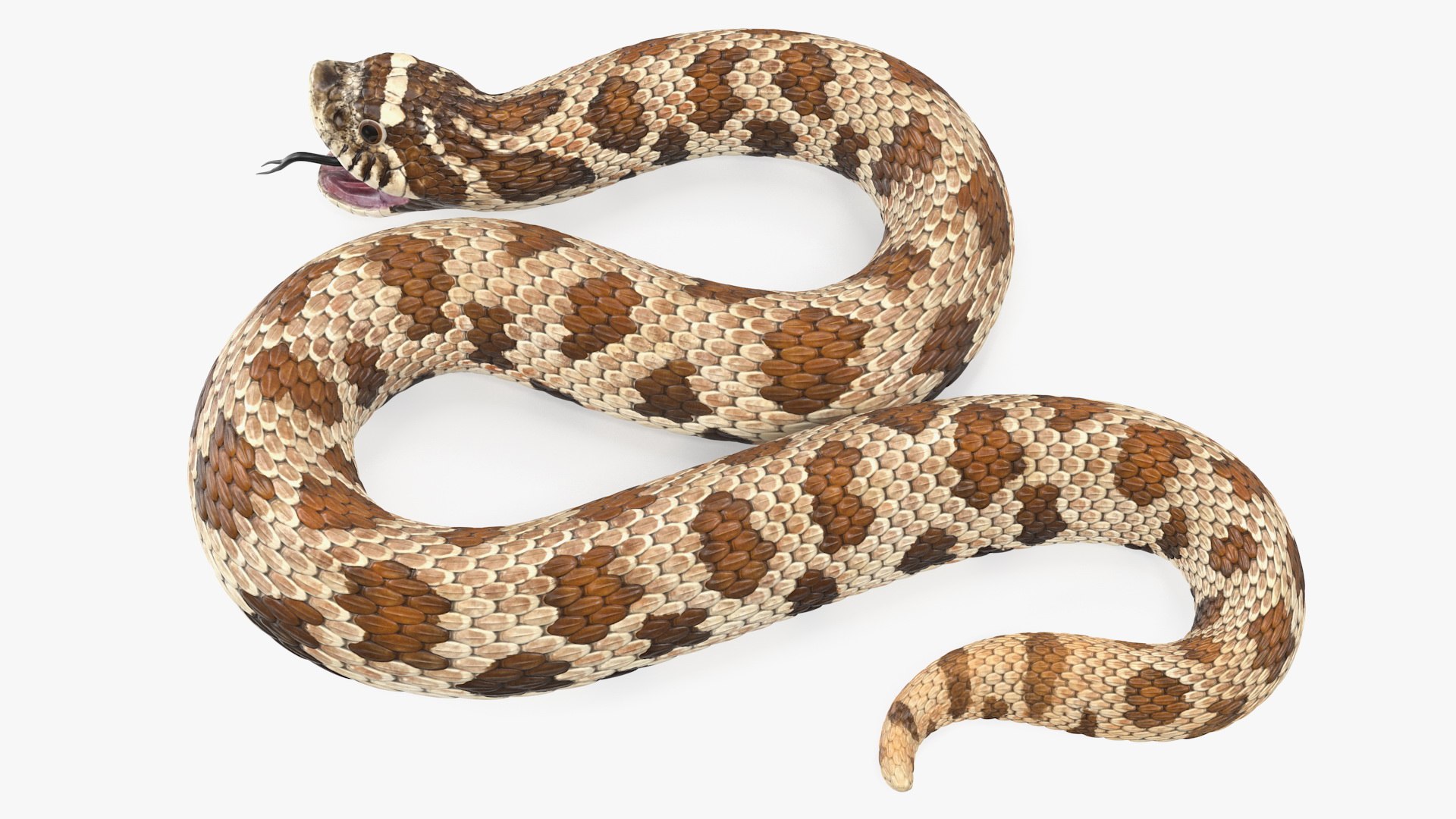 Brown Hognose Snake Attack 3D Model - TurboSquid 1475380