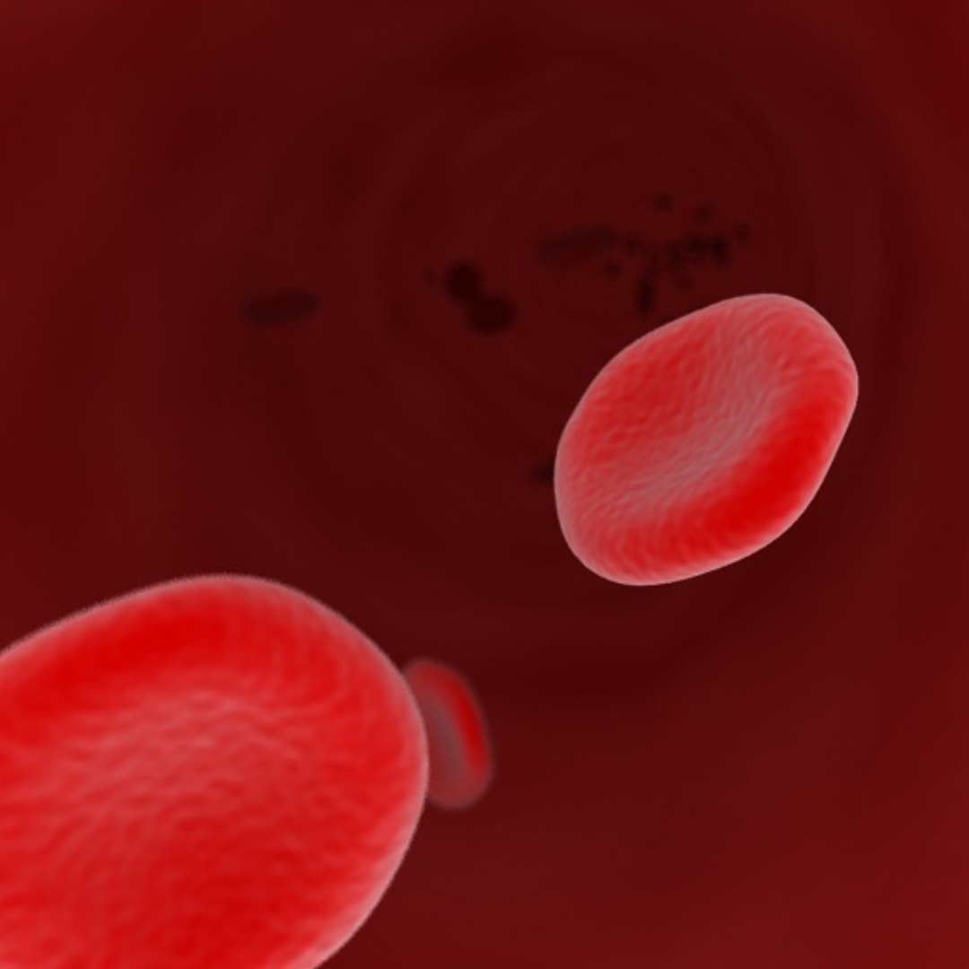 3d Model Blood Cells