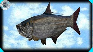3D Tarpon Models - Browse & Download Formats - TurboSquid