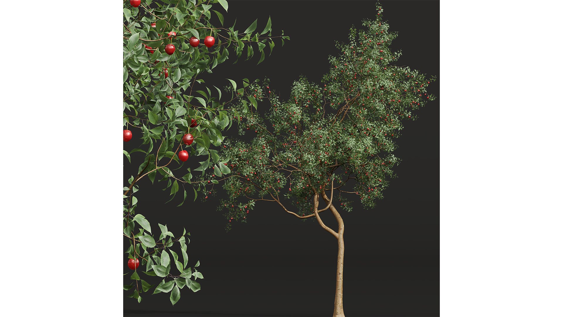 3D Model New Plant High Detail Cerasus Pseudocerasus Cherry ...