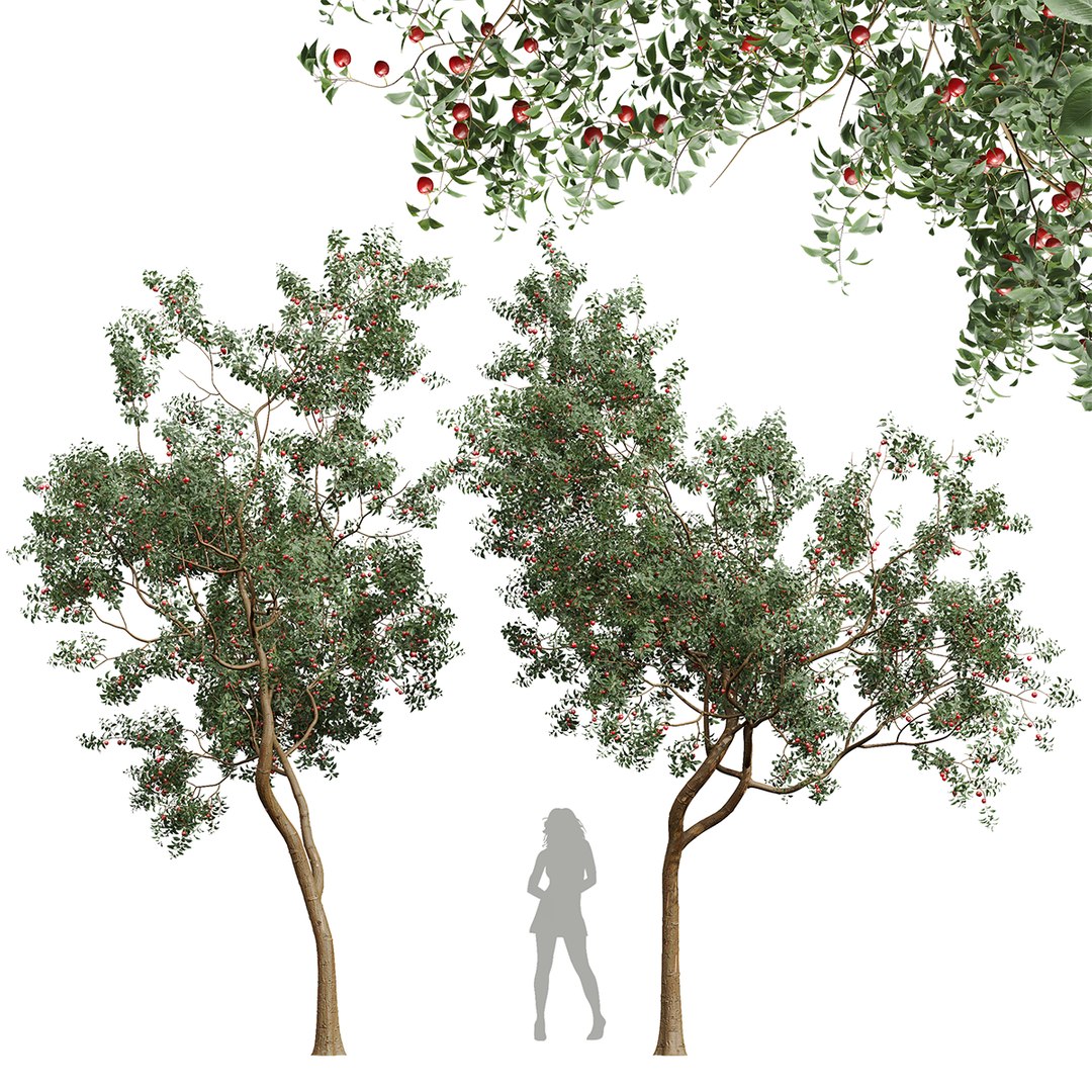 3D Model New Plant High Detail Cerasus Pseudocerasus Cherry ...