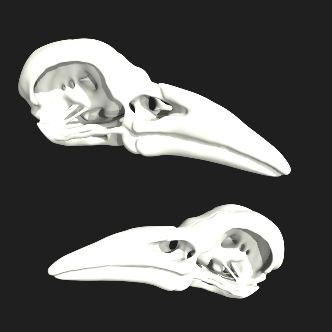 3D Raven Crow Skull - TurboSquid 1769135