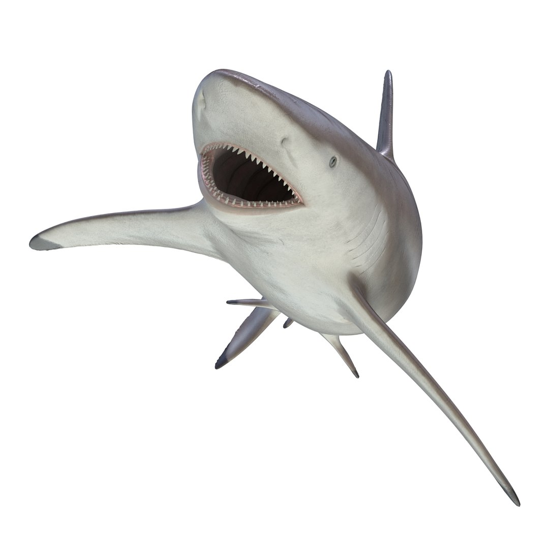 Max Spinner Shark Rigged