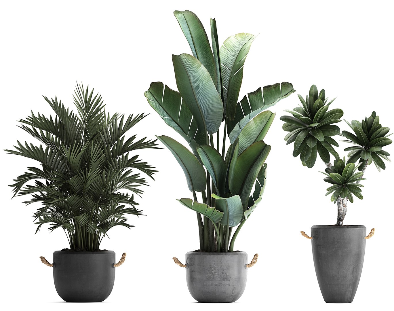 3D Exotic Plants - TurboSquid 1469969