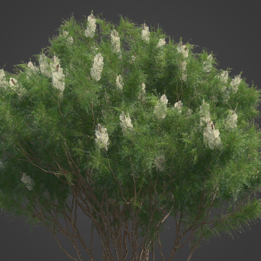 3D Model 2021 PBR Australian Tea Tree Collection - Melaleuca ...
