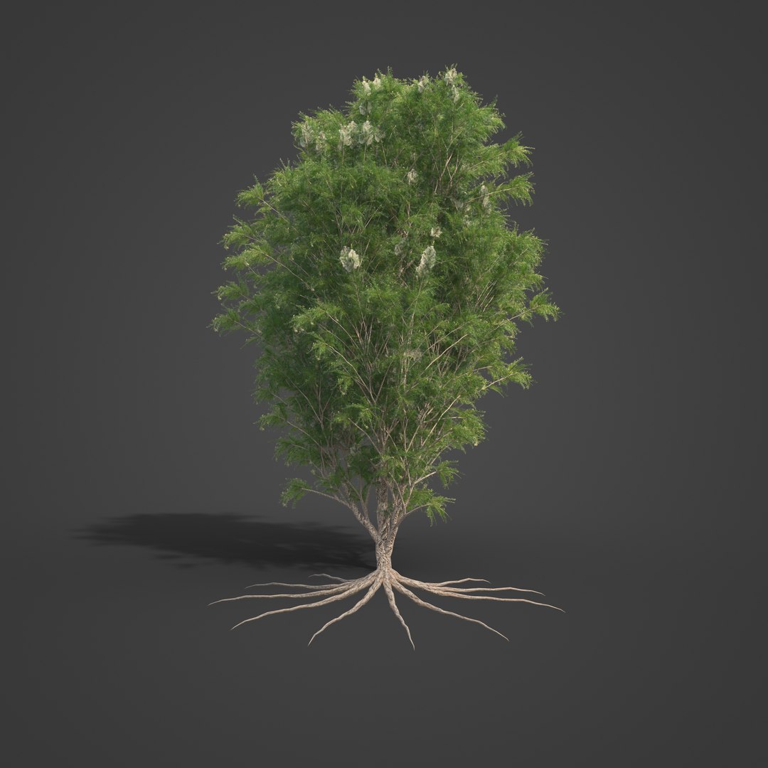 3D Model 2021 PBR Australian Tea Tree Collection - Melaleuca ...