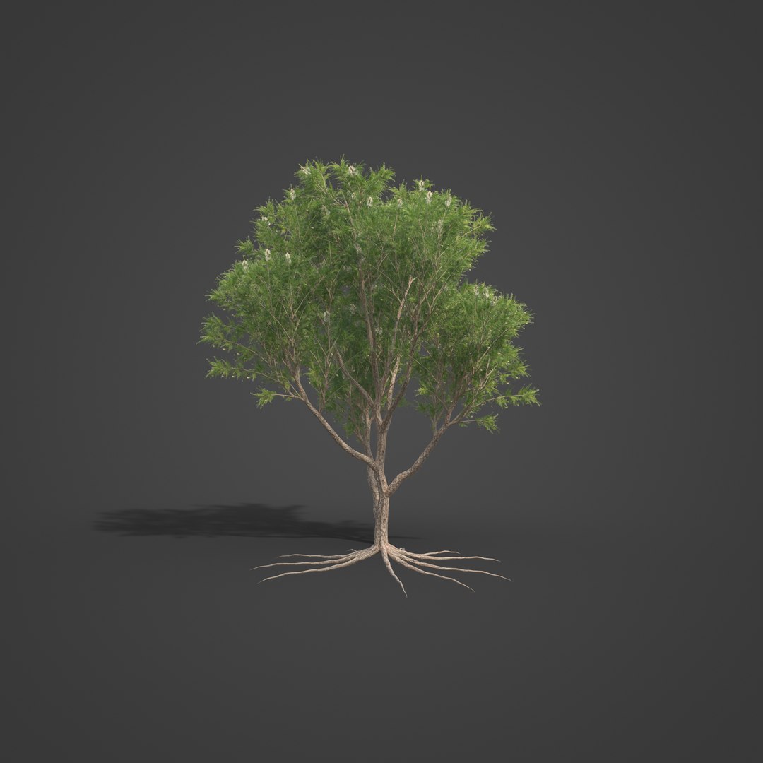3D Model 2021 PBR Australian Tea Tree Collection - Melaleuca ...