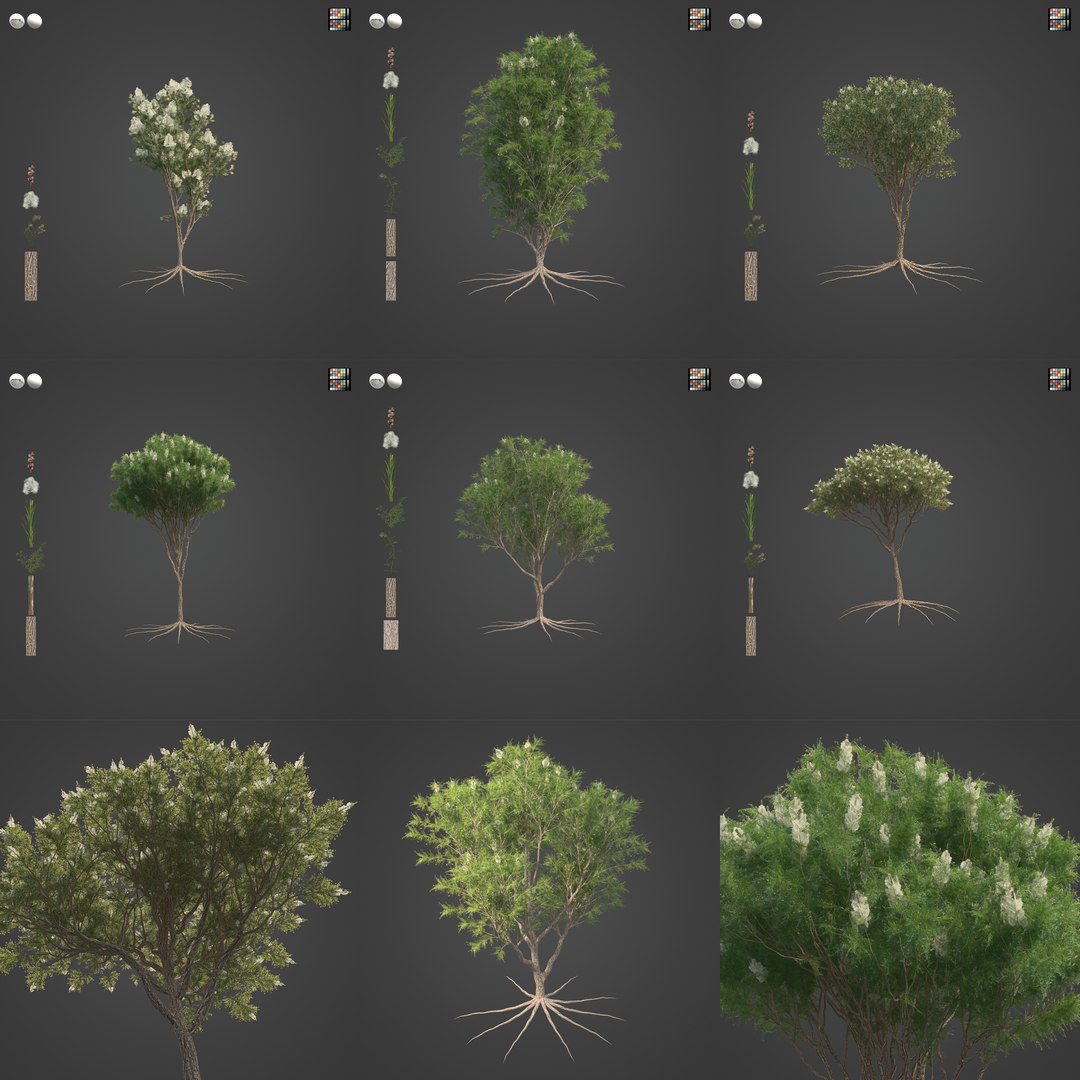 3D Model 2021 PBR Australian Tea Tree Collection - Melaleuca ...