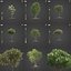 3D Model 2021 PBR Australian Tea Tree Collection - Melaleuca ...