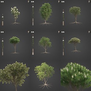 Download Free 3D Tree Maya Models - TurboSquid