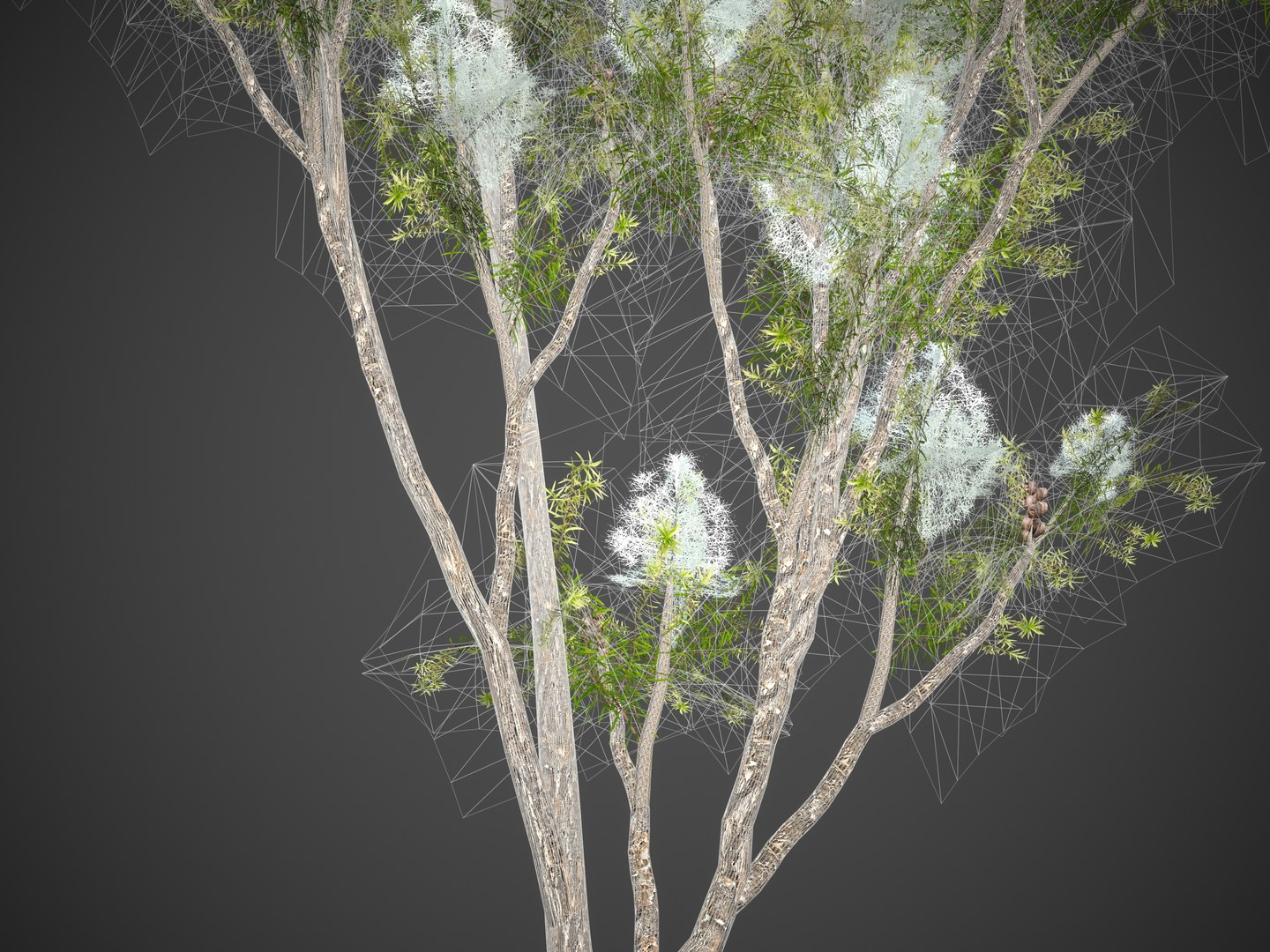 3D Model 2021 PBR Australian Tea Tree Collection - Melaleuca ...
